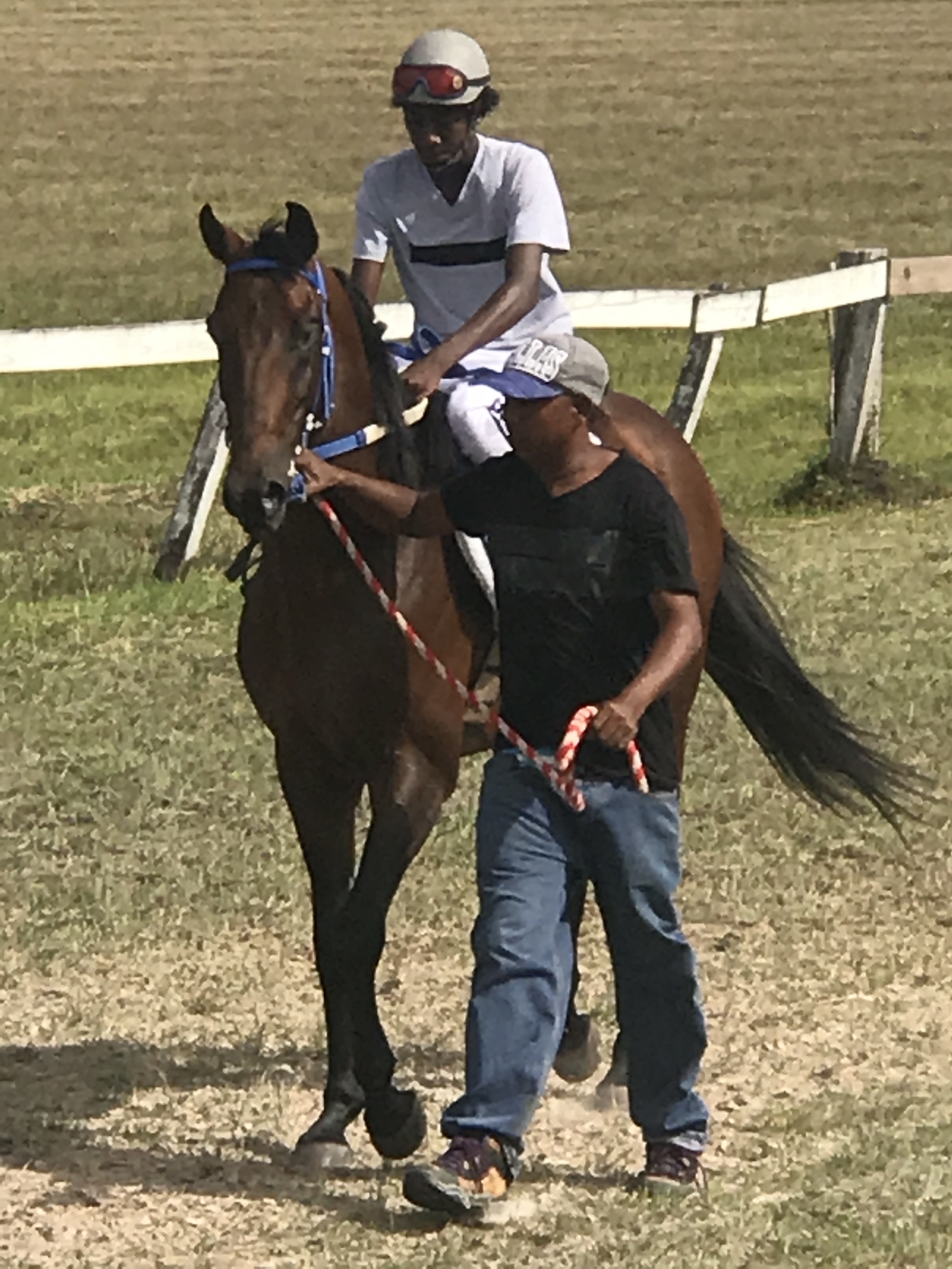 Horses – Horse Racing Belize